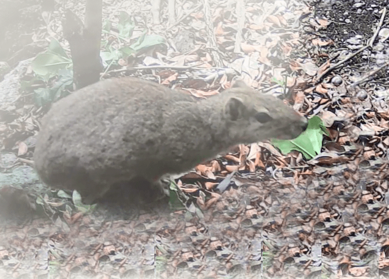 Sudema realiza ações de monitoramento remoto da fauna, no bioma ...